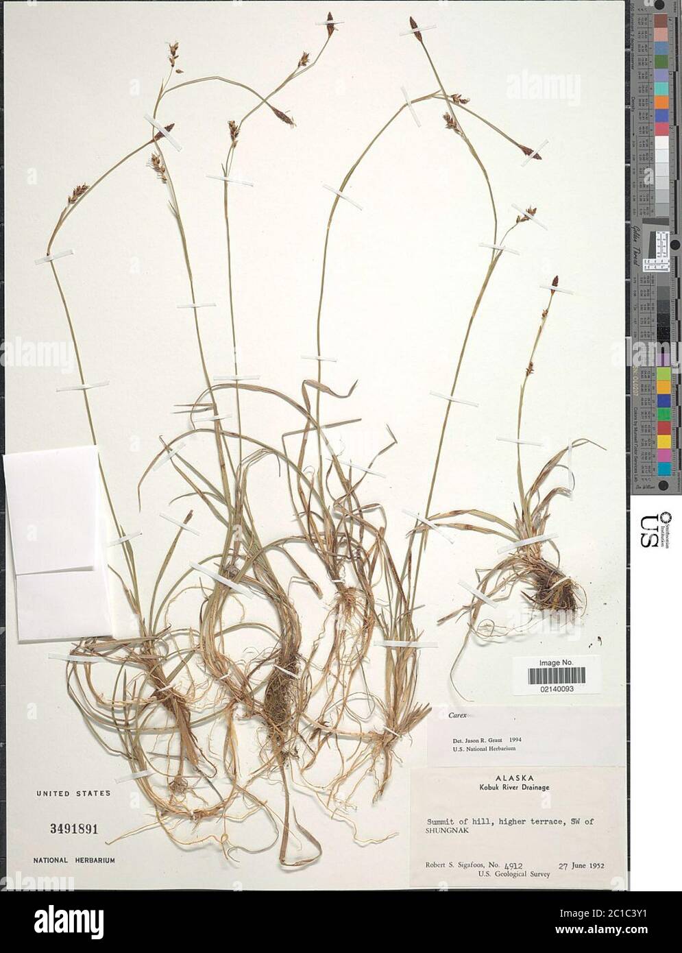 Carex sp Carex sp Stock Photo - Alamy