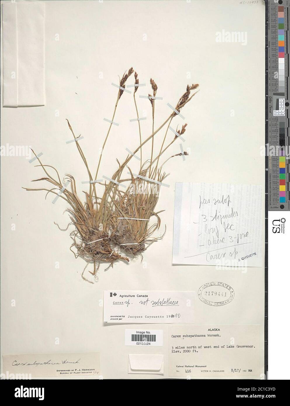 Carex sp Carex sp Stock Photo - Alamy