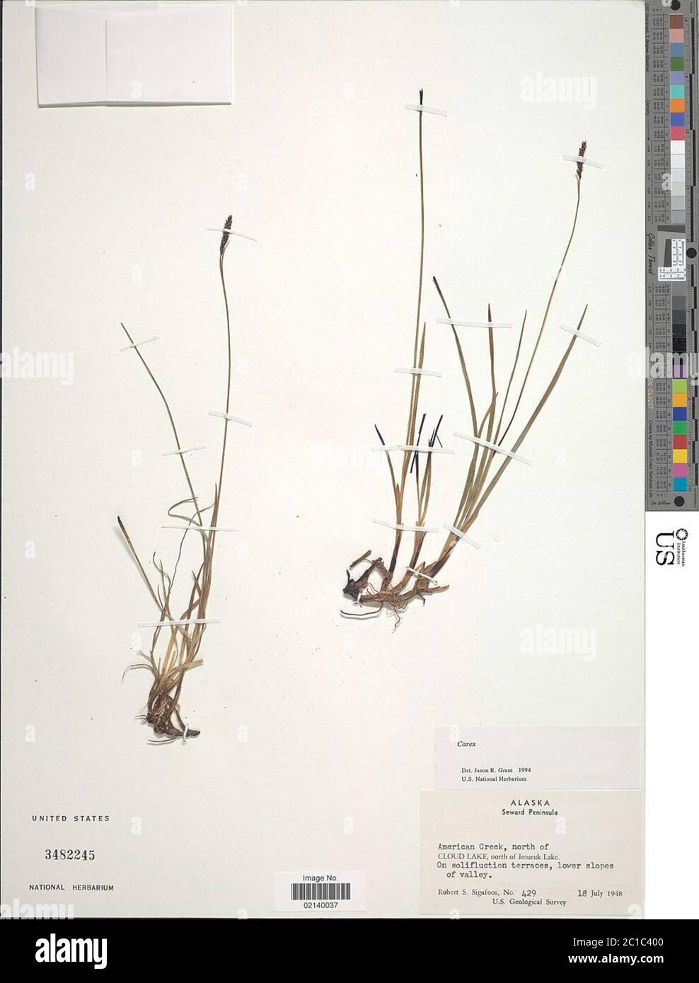 Carex sp Carex sp Stock Photo - Alamy