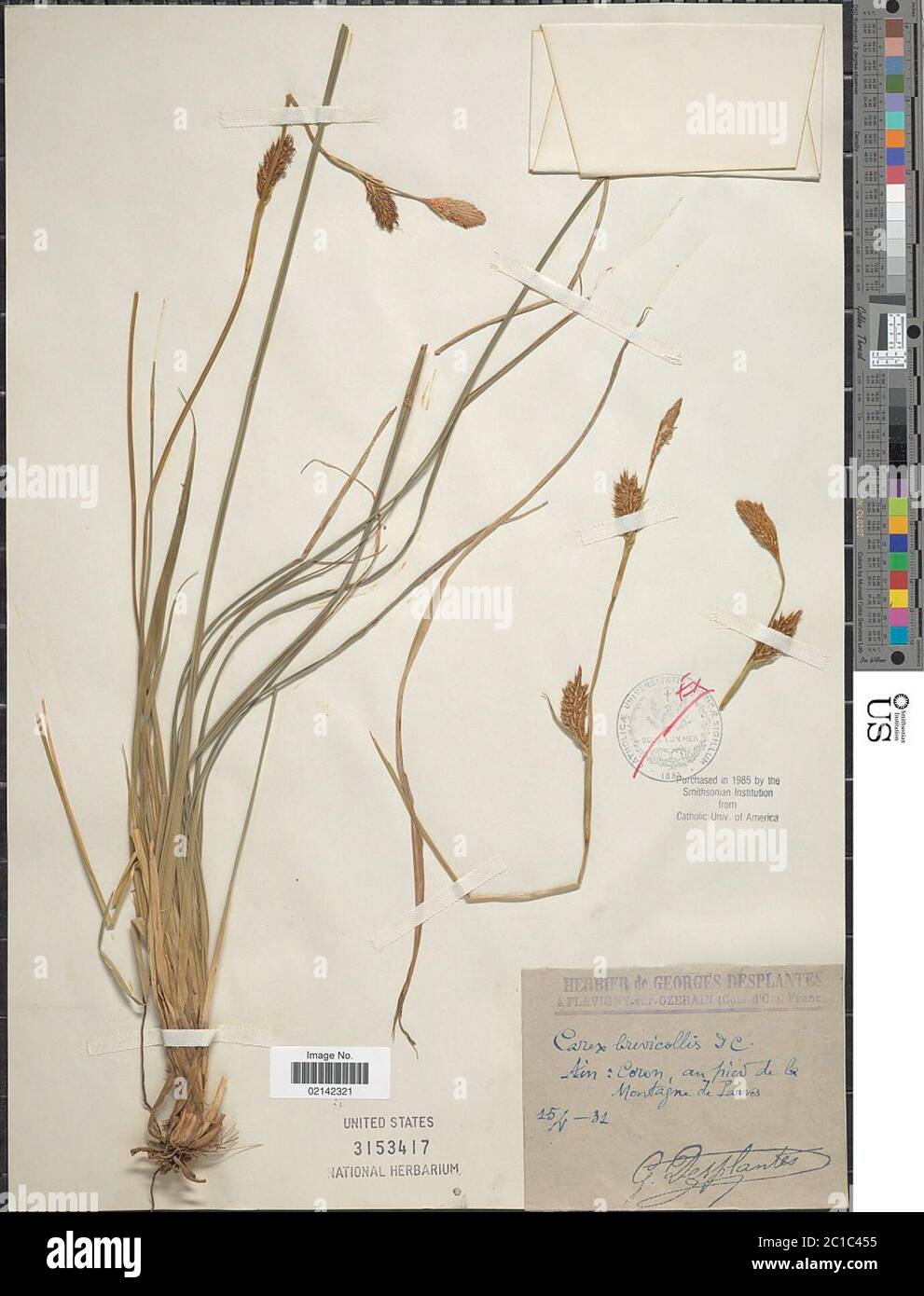 Brevicollis hi-res stock photography and images - Alamy