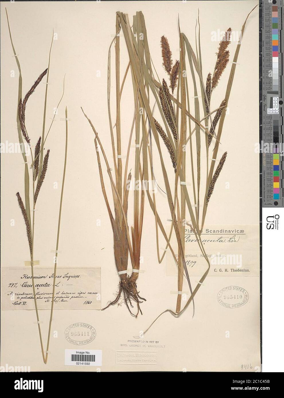 Carex acuta l hi-res stock photography and images - Alamy