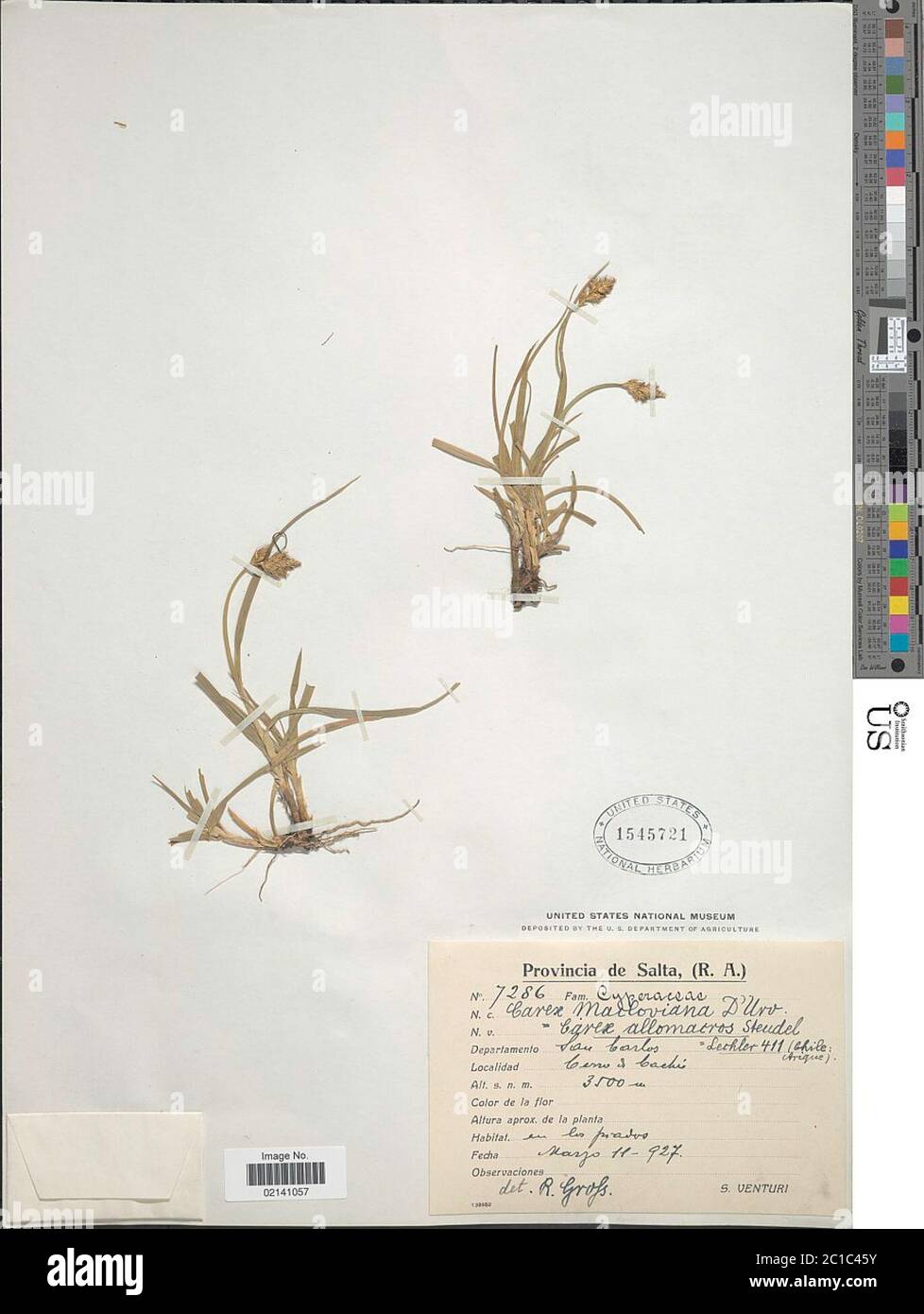 Carex mandoniana Boeckeler Carex mandoniana Boeckeler Stock Photo - Alamy