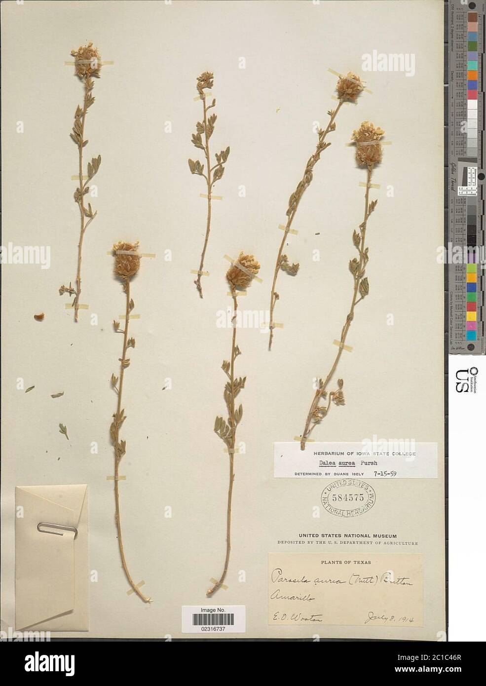 Dalea aurea Nutt ex Pursh Dalea aurea Nutt ex Pursh Stock Photo - Alamy