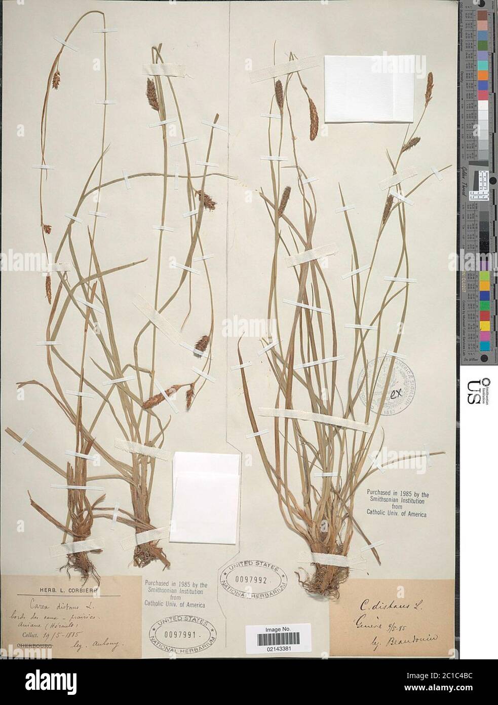 Carex distans Carex distans Stock Photo - Alamy