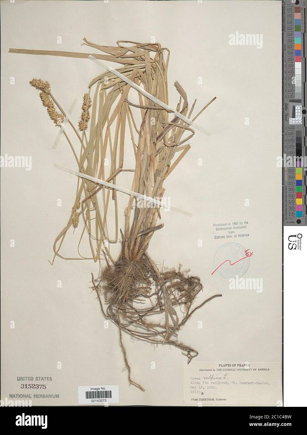 Carex vulpina L Carex vulpina L Stock Photo - Alamy