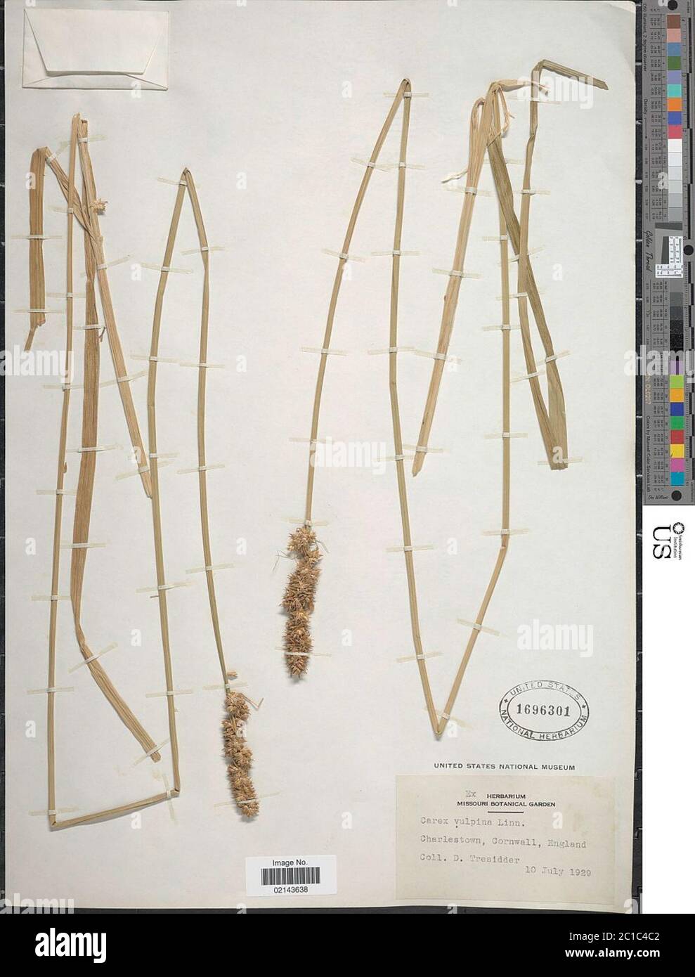 Carex vulpina L Carex vulpina L Stock Photo - Alamy