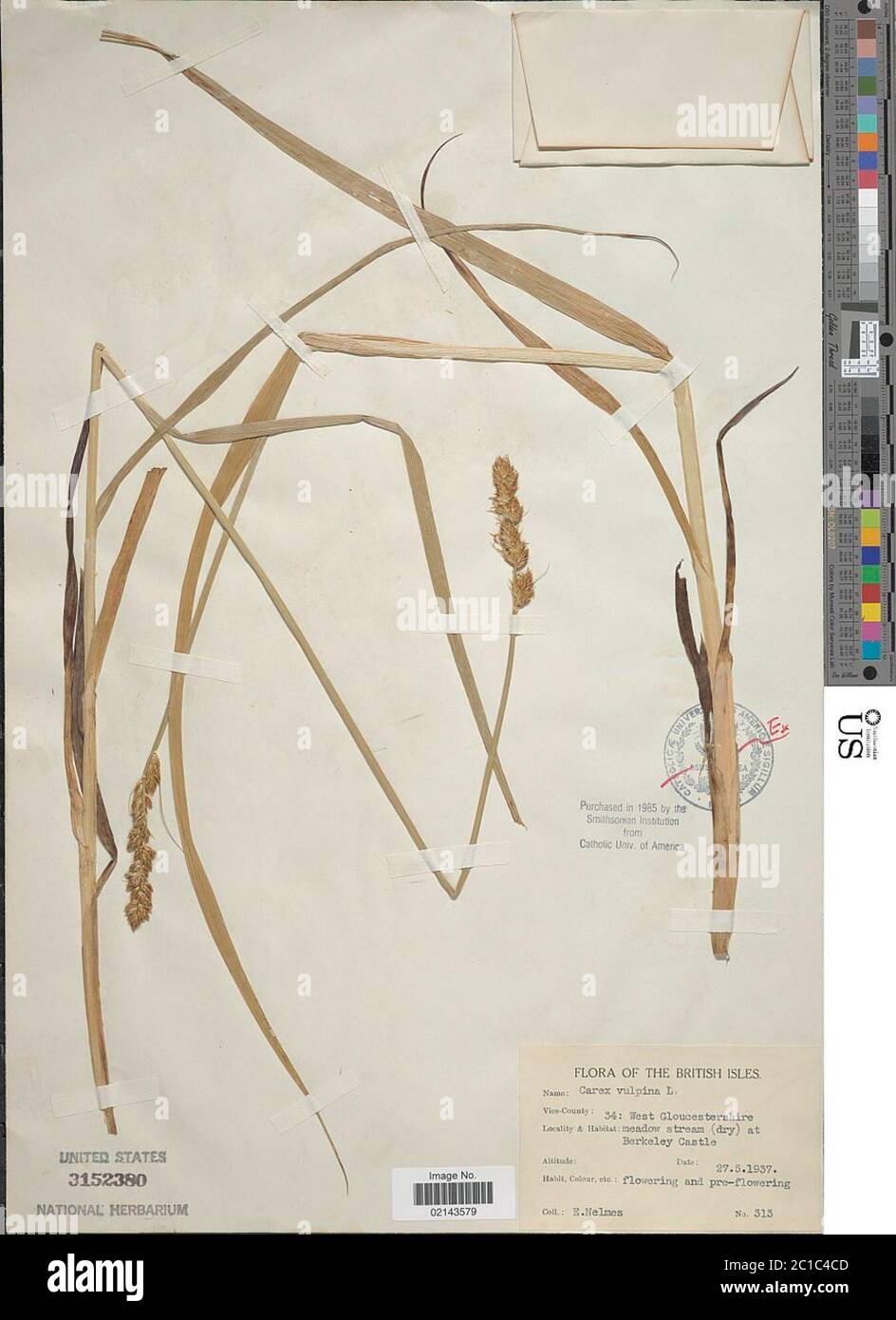 Carex vulpina L Carex vulpina L Stock Photo - Alamy