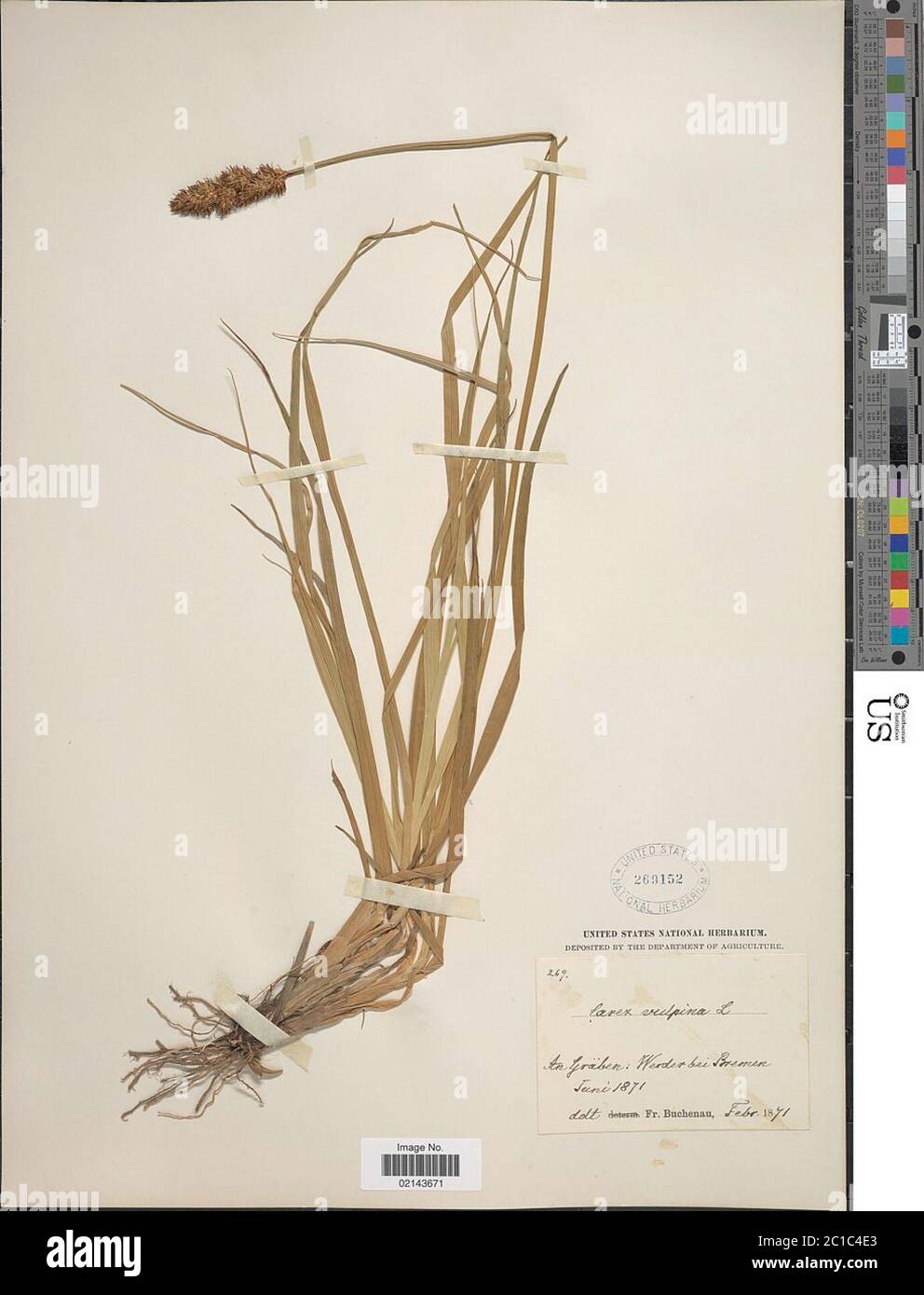 Carex vulpina L Carex vulpina L Stock Photo - Alamy