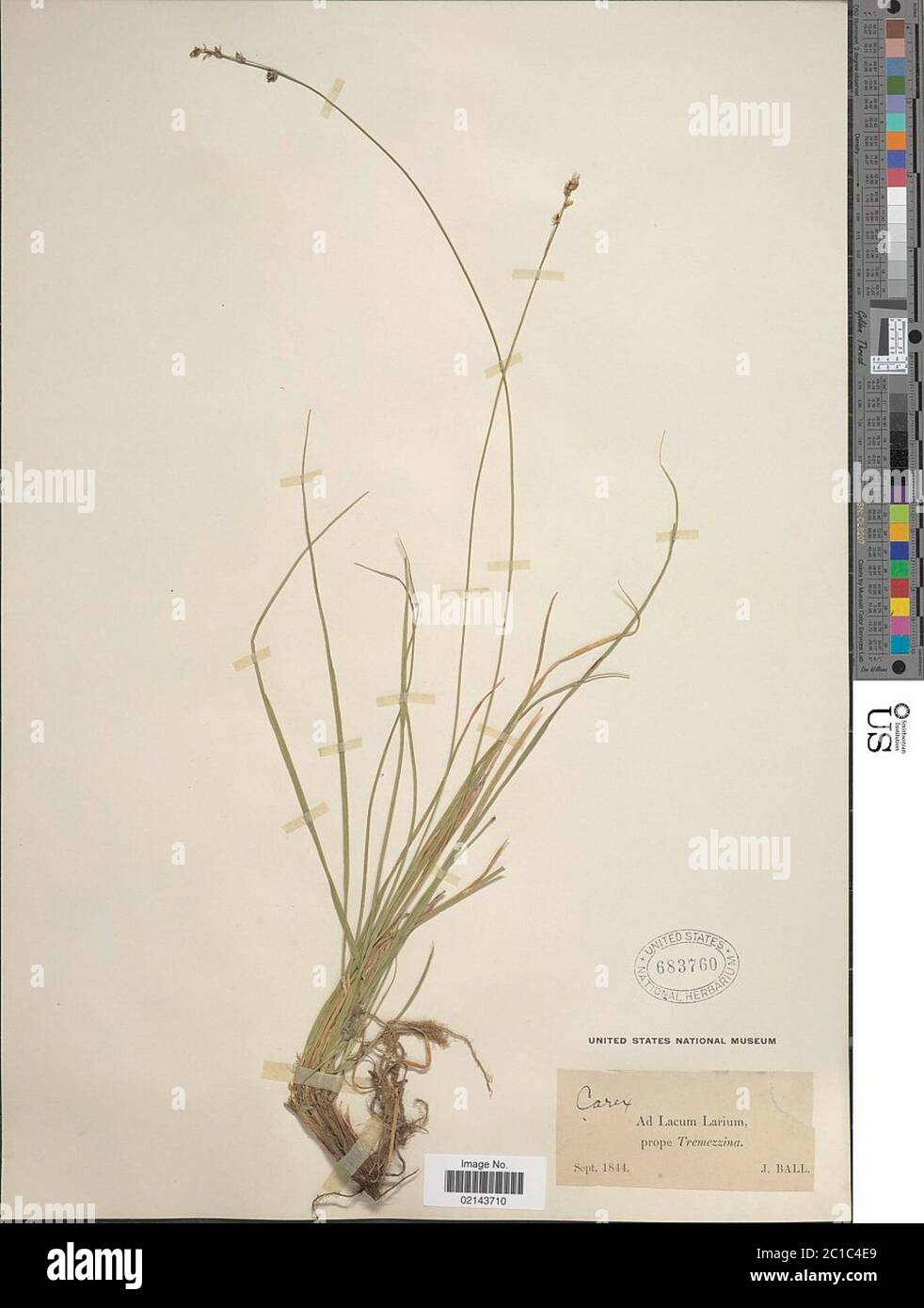 Carex sp Carex sp Stock Photo - Alamy