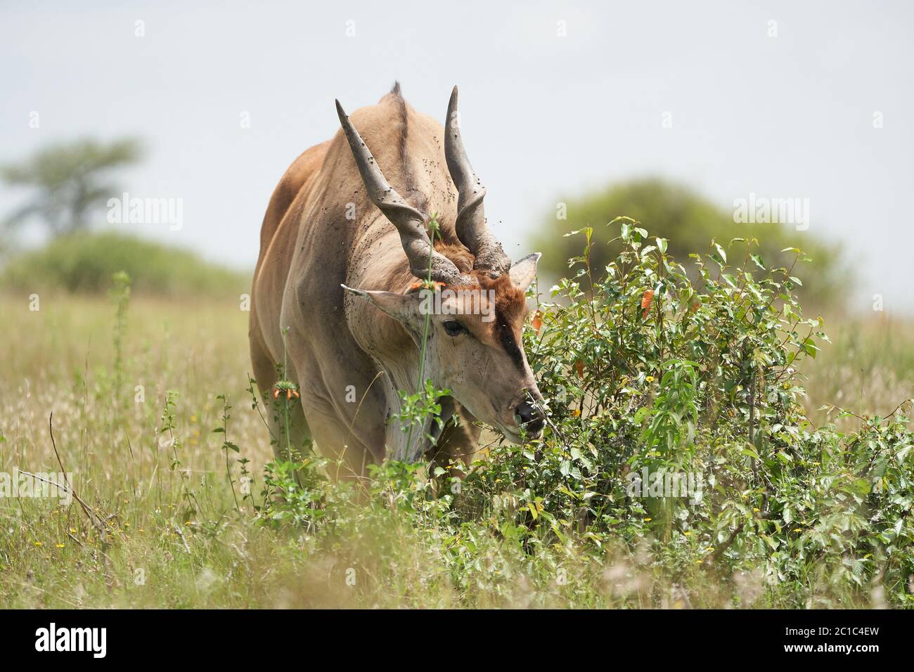 Common eland Taurotragus oryx also known as southern eland or eland ...