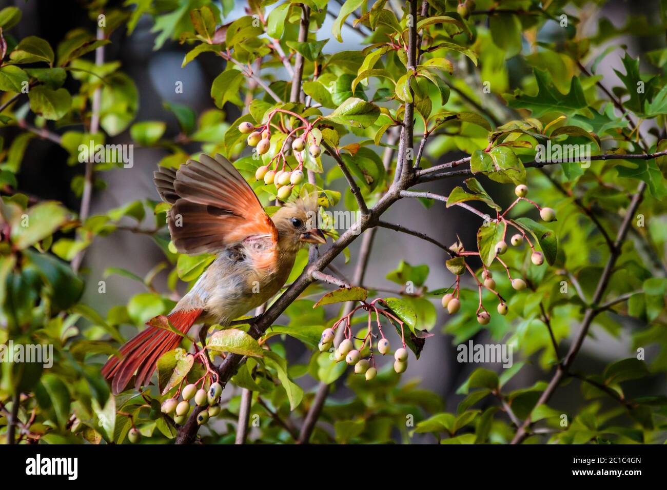 Juvenile northern cardinal taking flight Stock Photo - Alamy