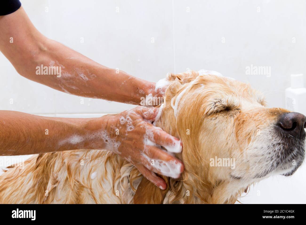 A dog taking a shower with soap and water Stock Photo - Alamy