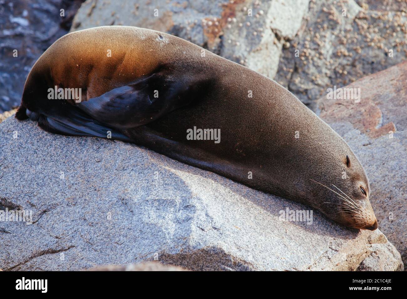 Seal in Narooma Inlet Australia Stock Photo - Alamy