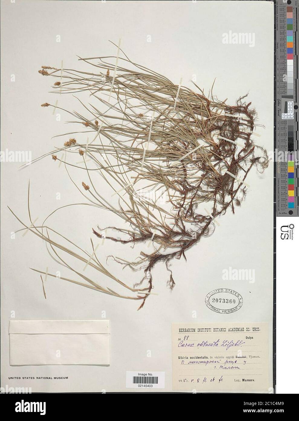 Carex obtusata Lilj Carex obtusata Lilj Stock Photo - Alamy