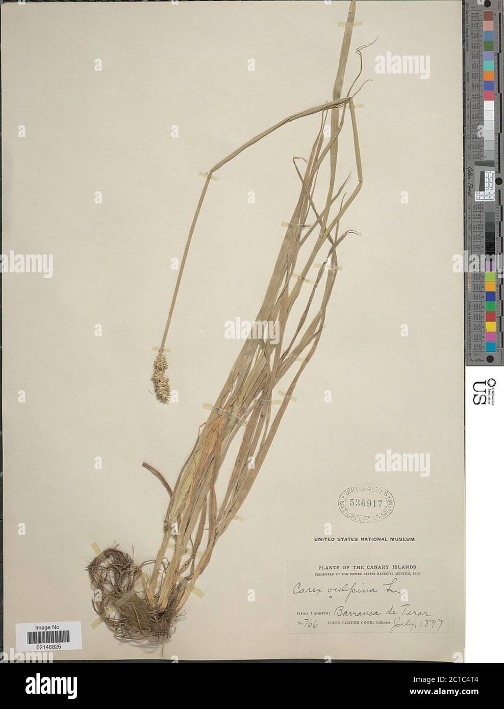 Carex vulpina L Carex vulpina L Stock Photo - Alamy