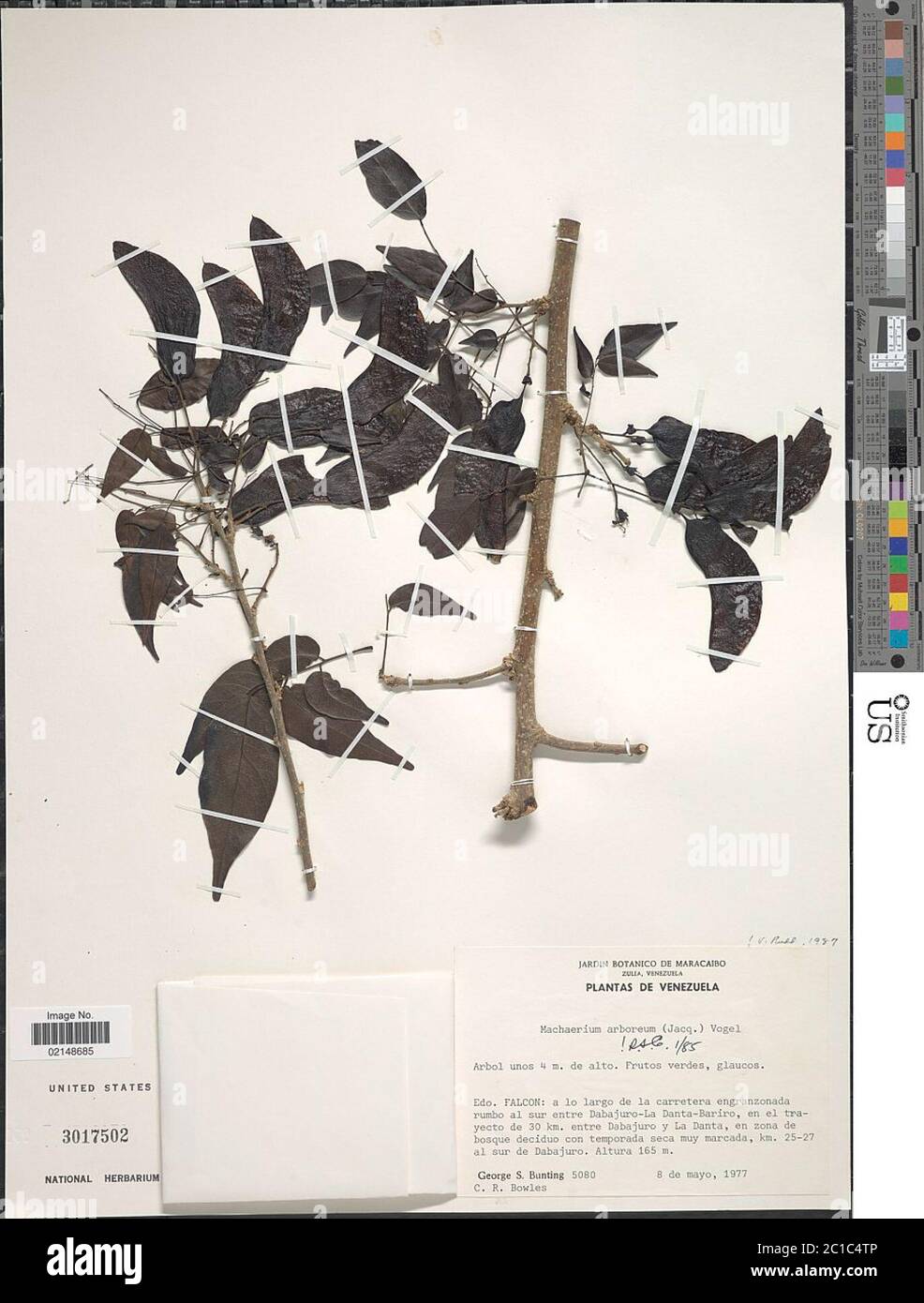 Machaerium arboreum Jacq Benth Machaerium arboreum Jacq Benth Stock ...