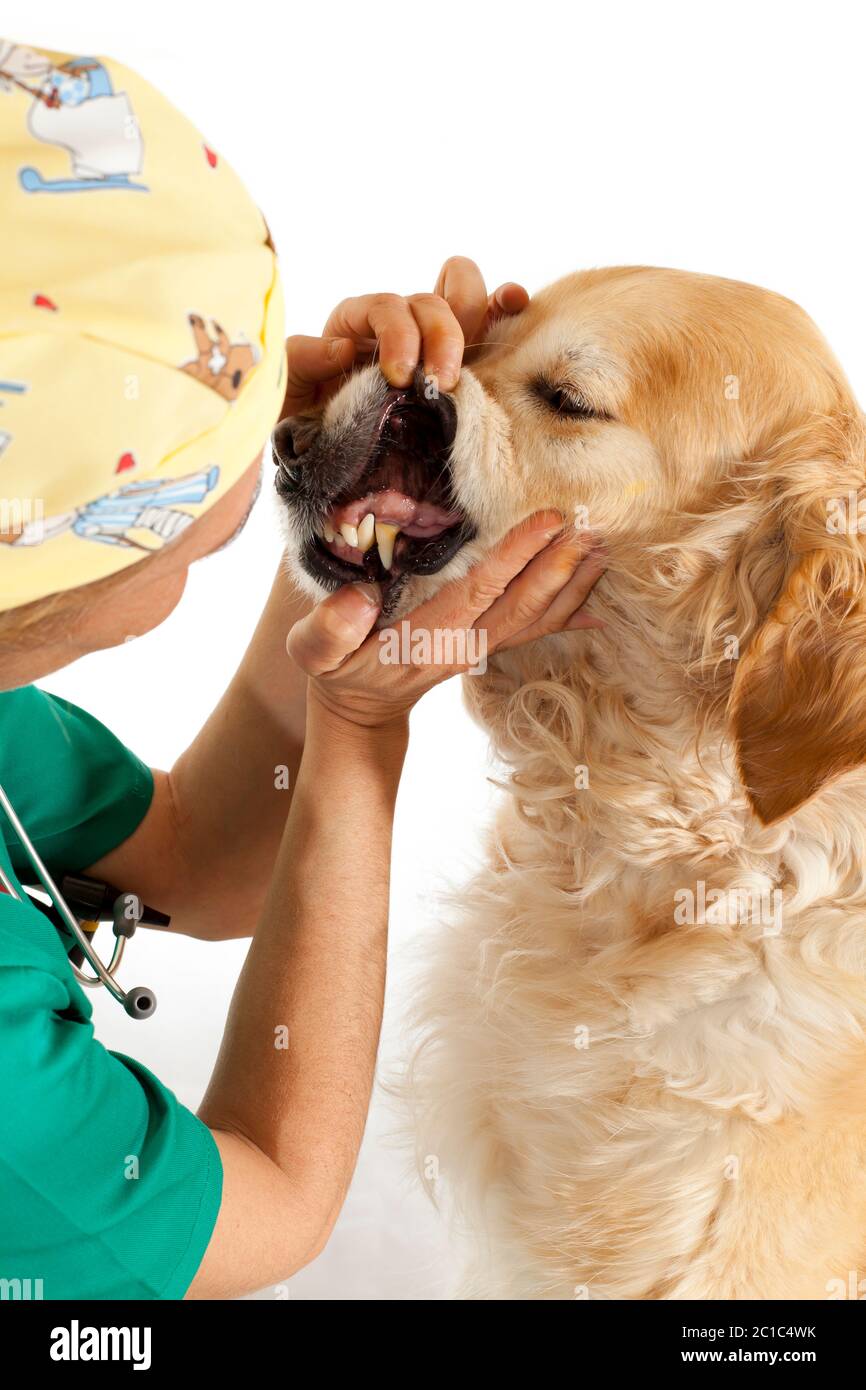 Veterinary consultation and a follow a dog Stock Photo - Alamy