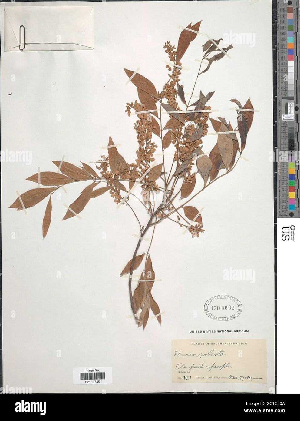 Derris robusta DC Benth Derris robusta DC Benth Stock Photo - Alamy