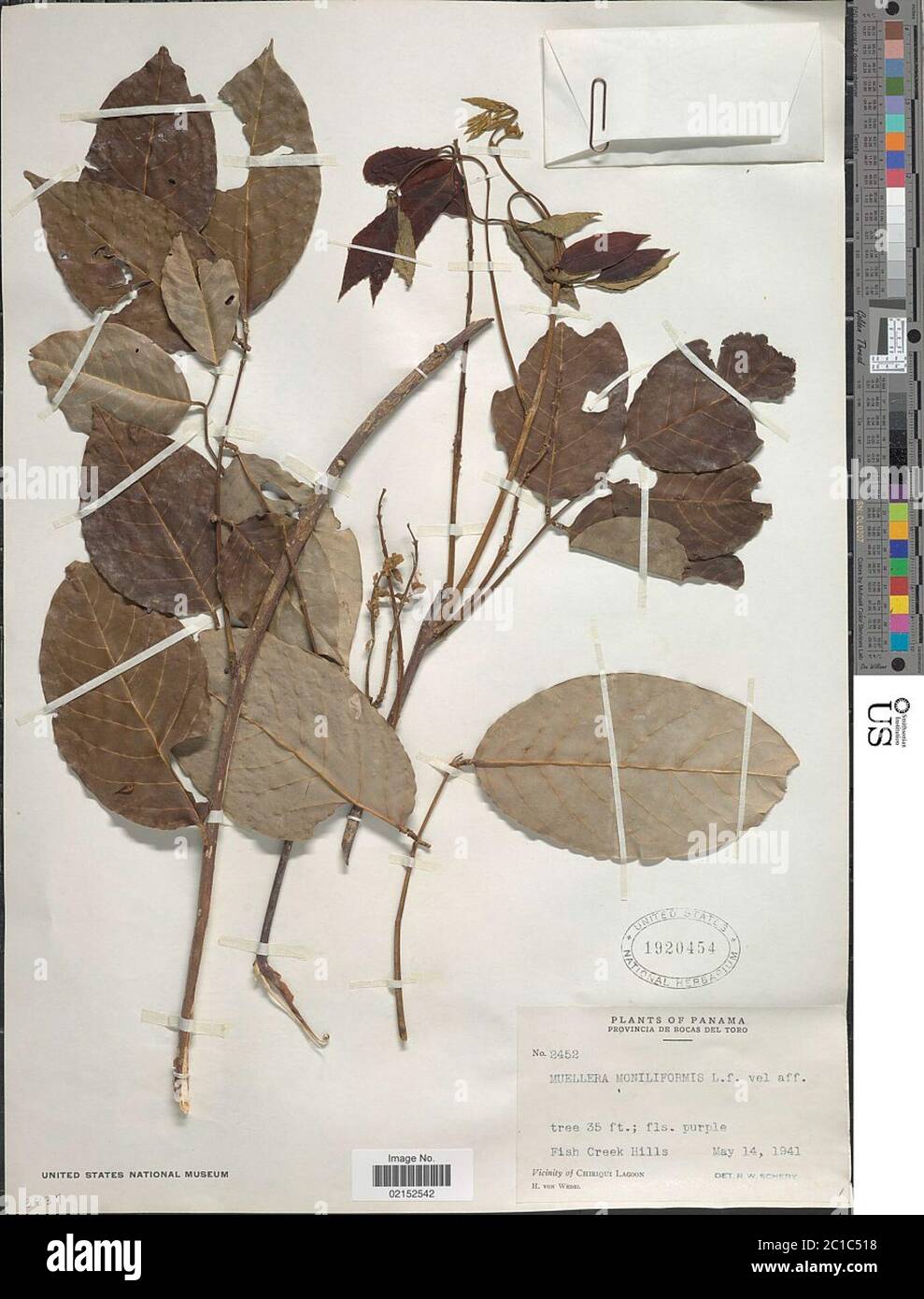 Muellera frutescens Muellera frutescens Stock Photo - Alamy