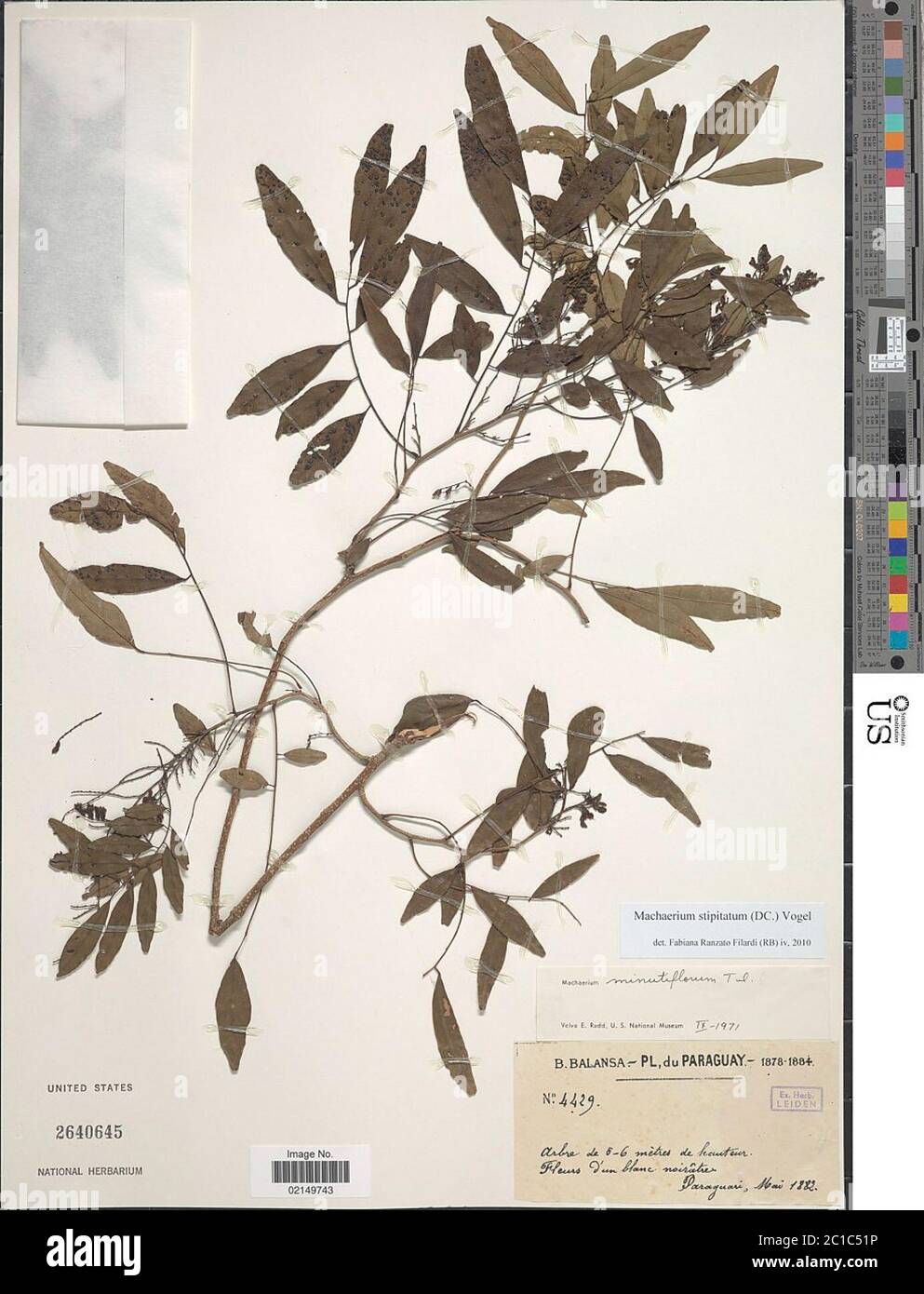Machaerium stipitatum DC Vogel Machaerium stipitatum DC Vogel Stock ...