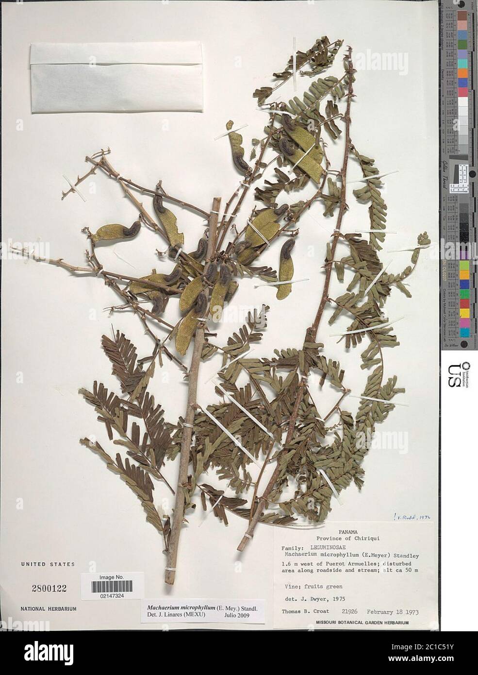 Machaerium microphyllum Standl Machaerium microphyllum Standl Stock ...