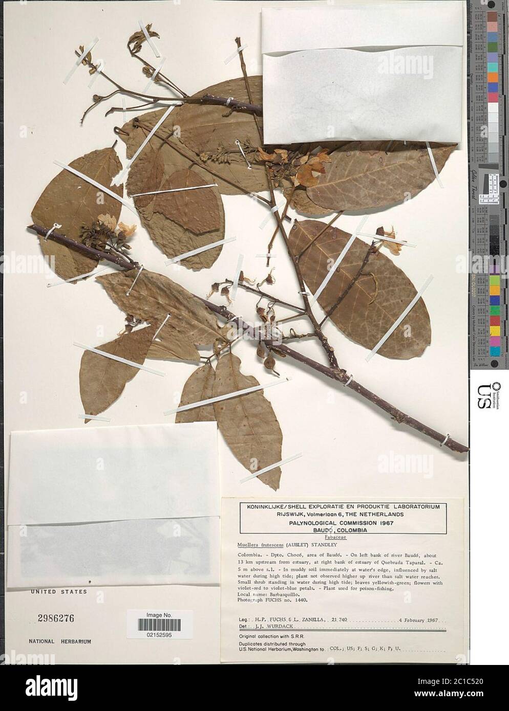 Muellera frutescens Muellera frutescens Stock Photo - Alamy