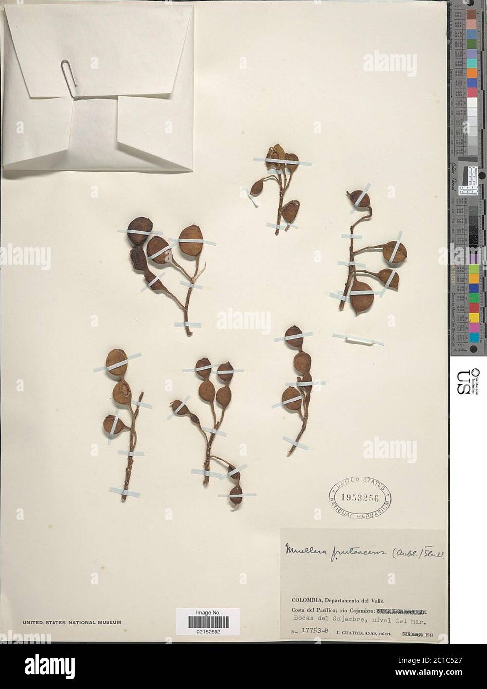 Muellera frutescens Muellera frutescens Stock Photo - Alamy