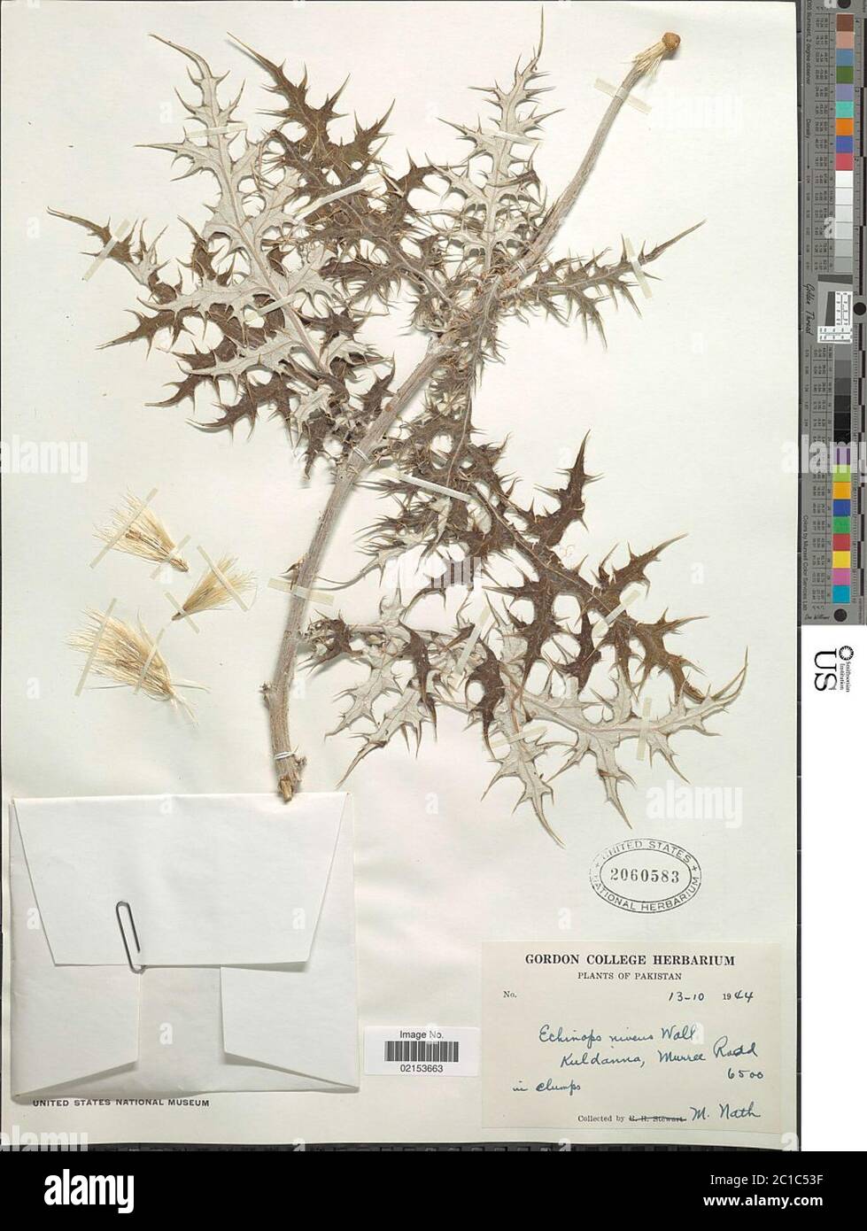 Niveus hi-res stock photography and images - Alamy