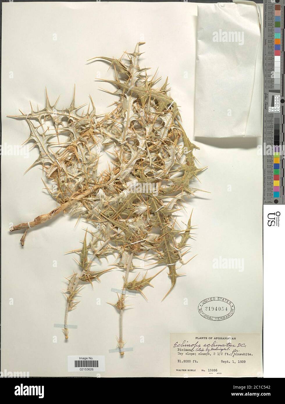 Echinops echinatus Roxb Echinops echinatus Roxb Stock Photo - Alamy