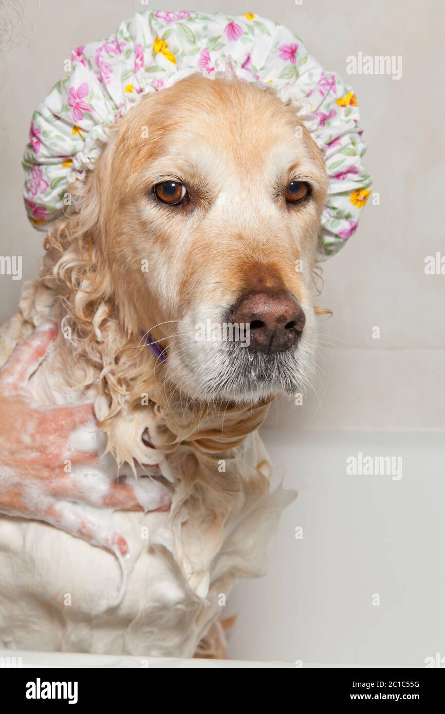 A dog taking a shower with soap and water Stock Photo - Alamy