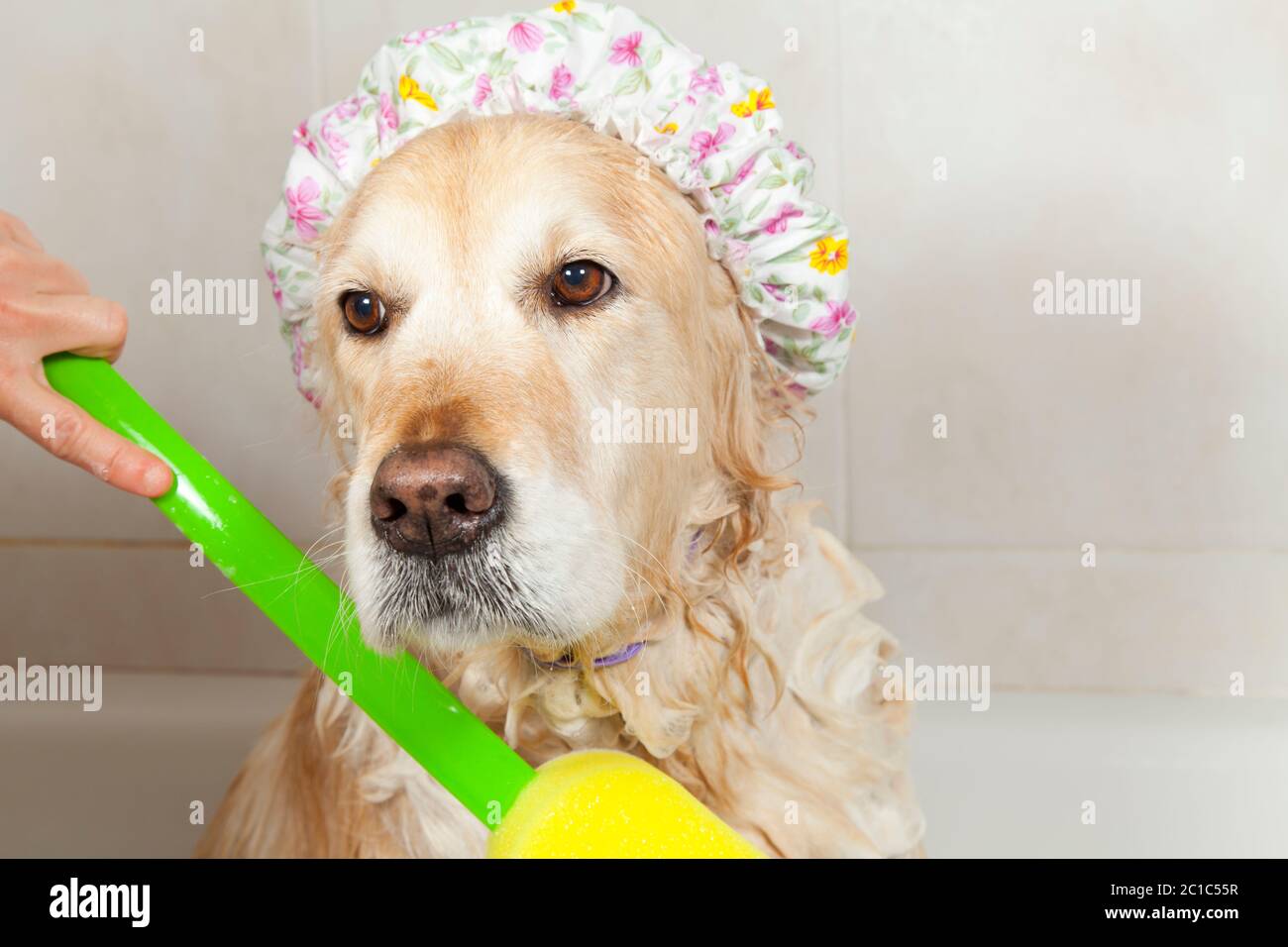 How Do You Cover Dog Ears In Shower