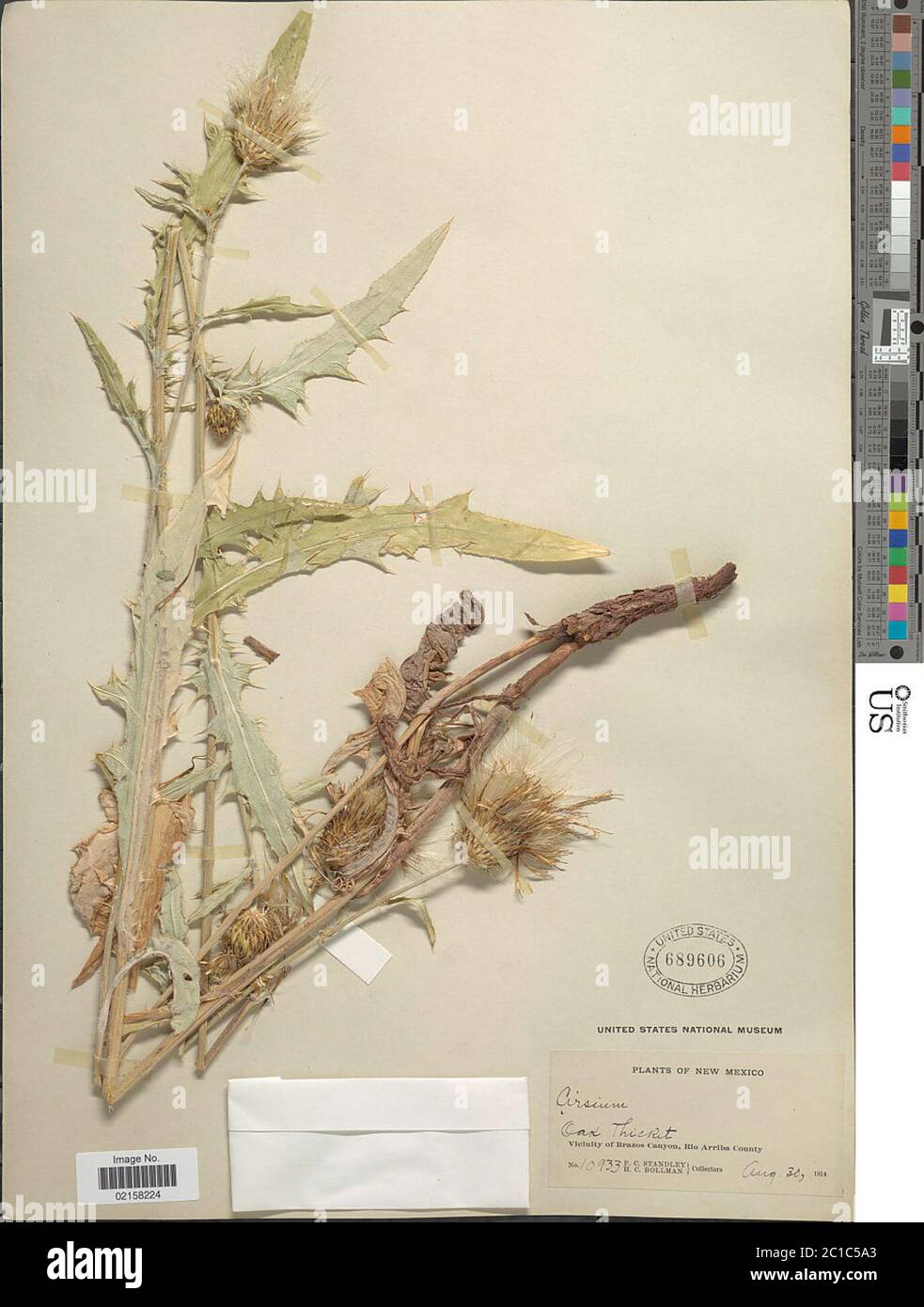 Cirsium sp hi-res stock photography and images - Alamy