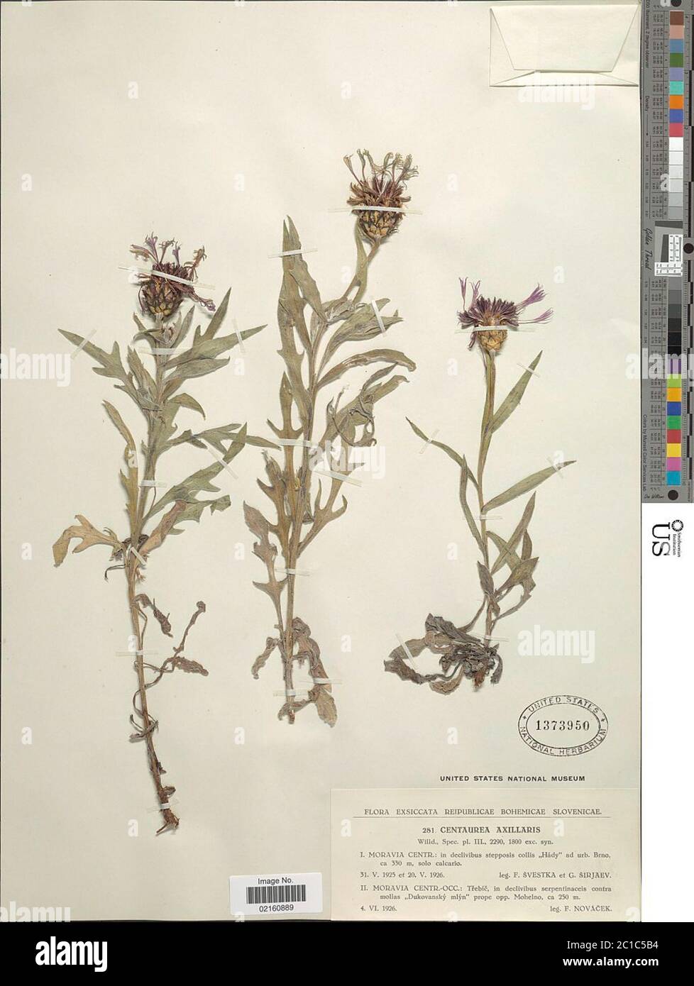 Centaurea axillaris Willd Centaurea axillaris Willd Stock Photo - Alamy