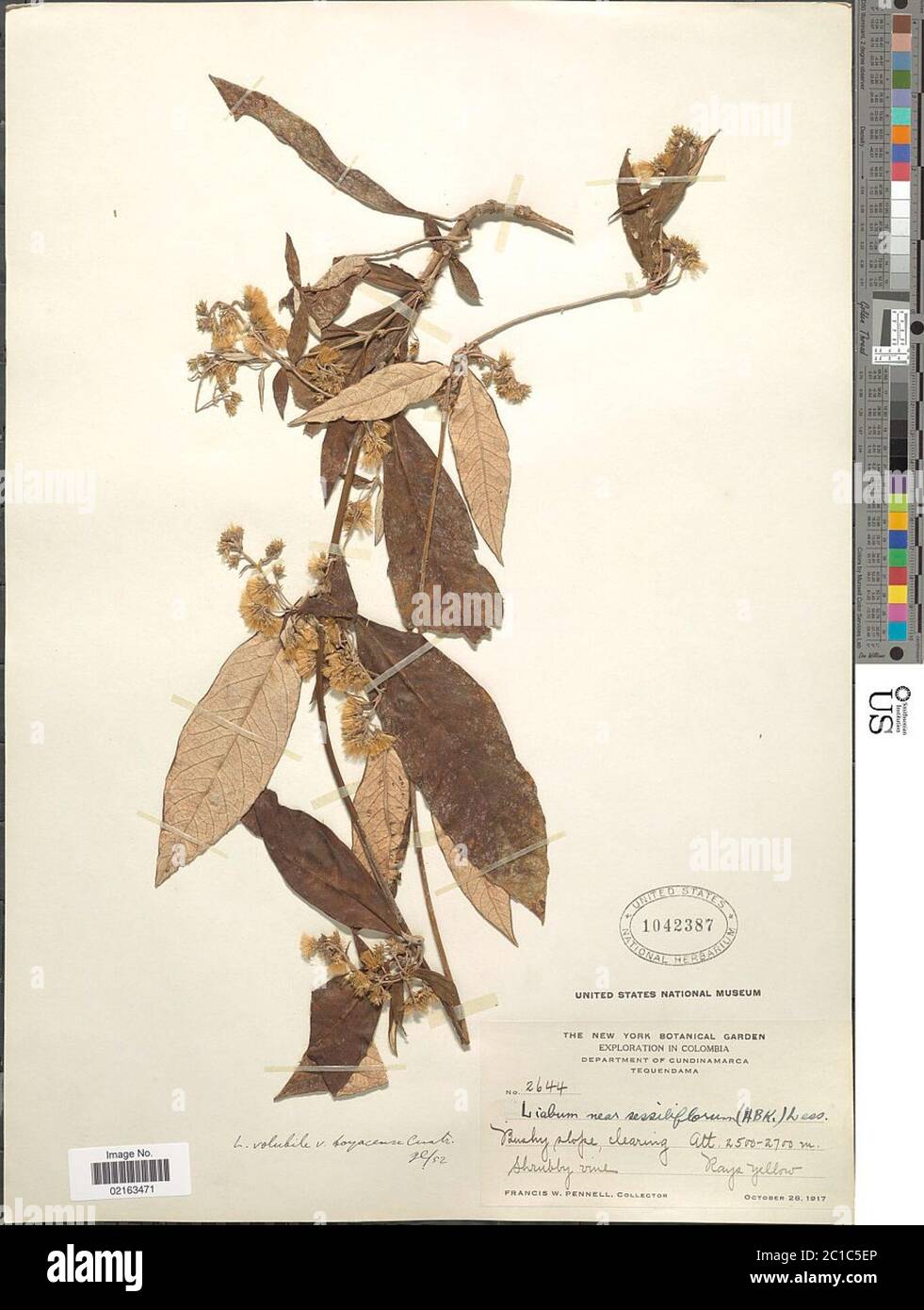 Oligactis hi-res stock photography and images - Alamy