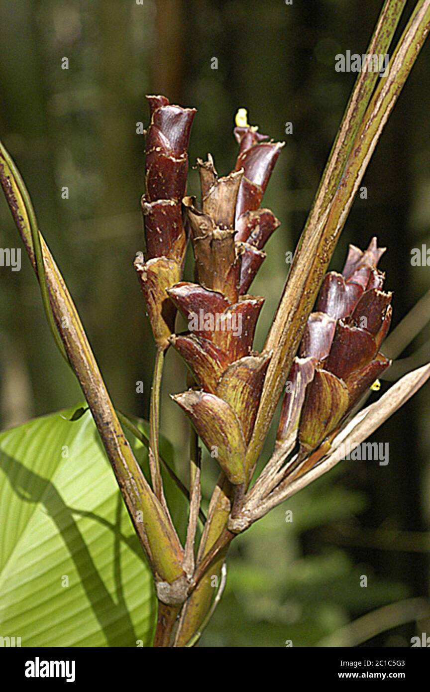 Calathea lutea hi-res stock photography and images - Alamy