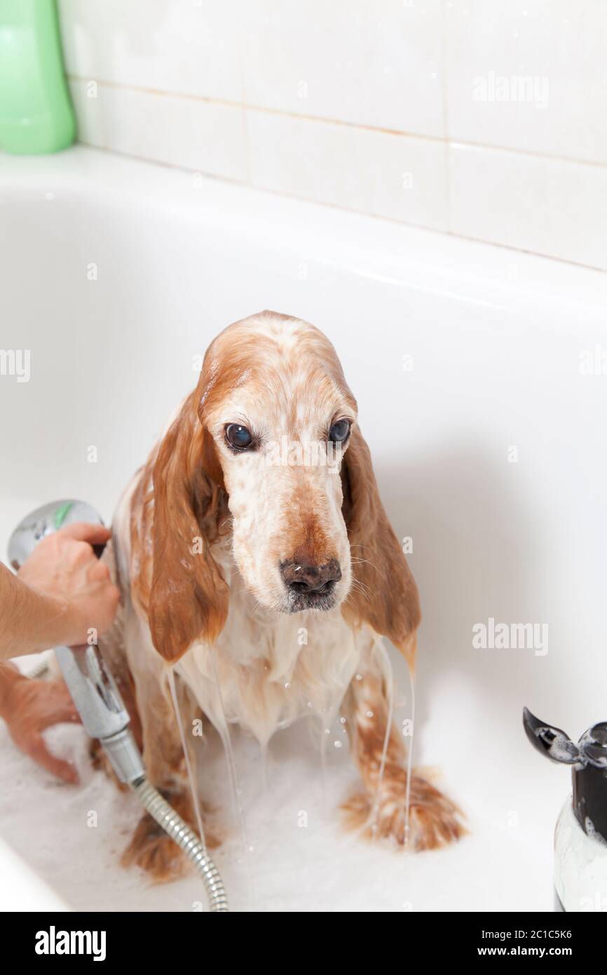A dog taking a shower with soap and water Stock Photo - Alamy