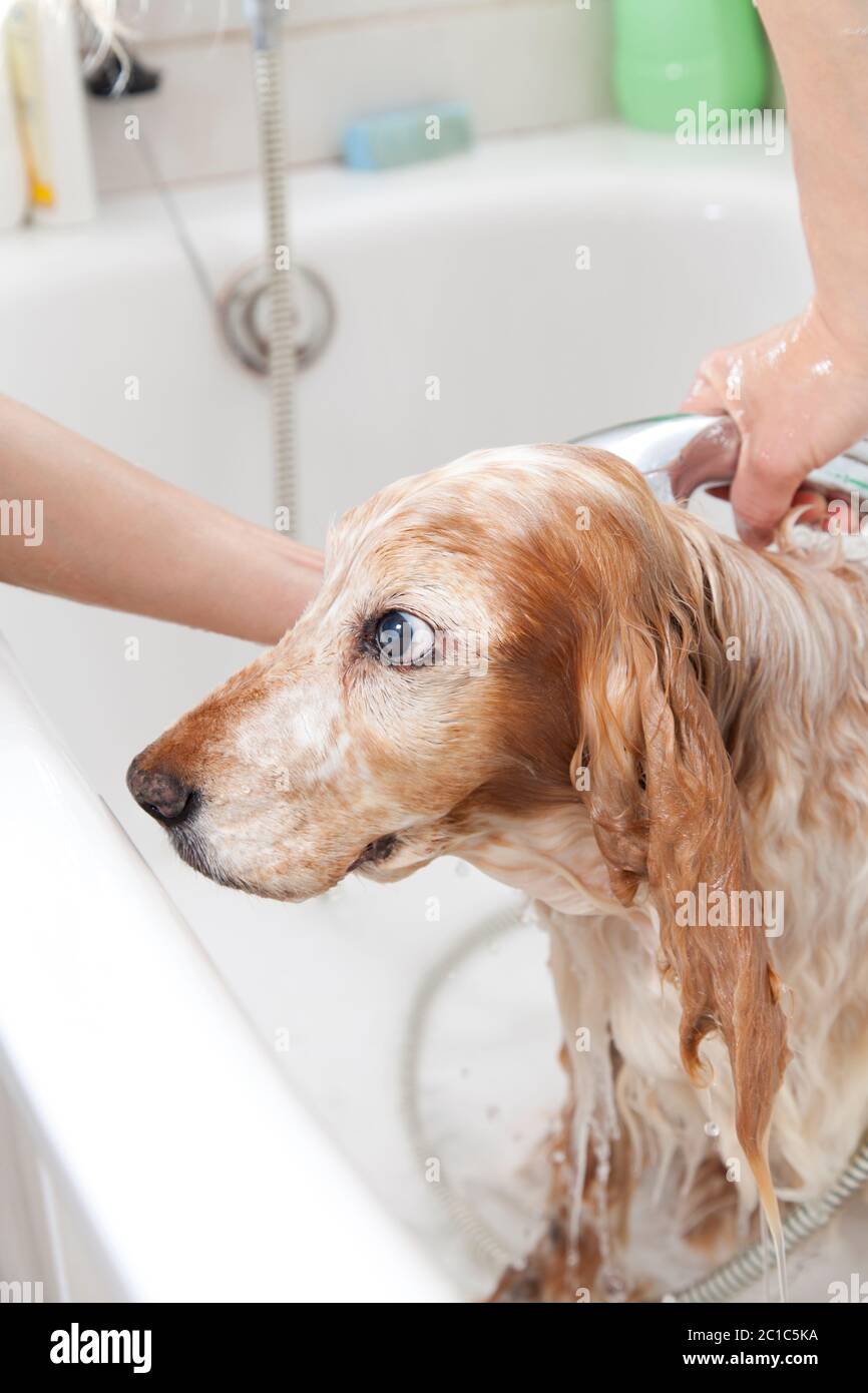 A dog taking a shower with soap and water Stock Photo - Alamy