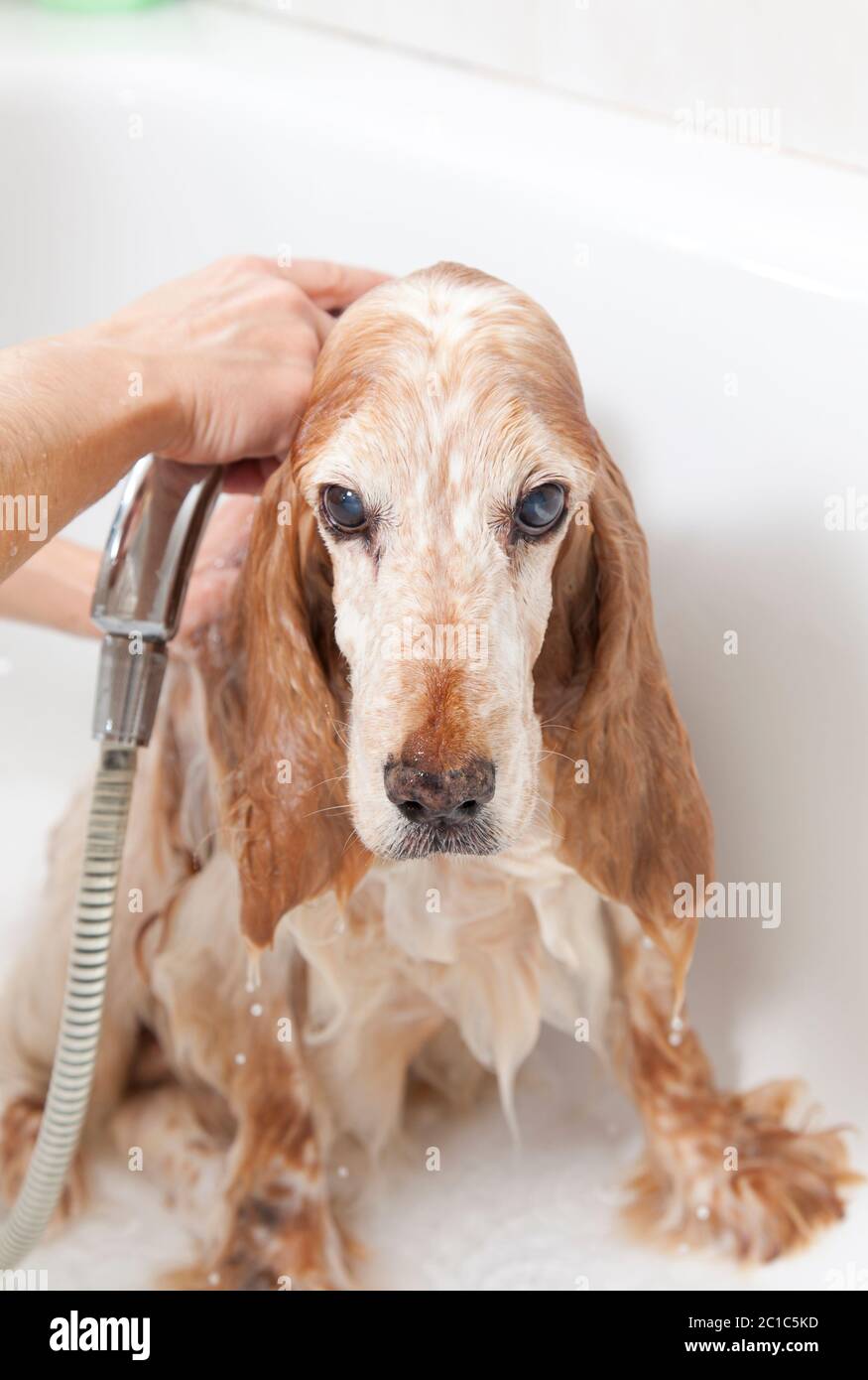 A dog taking a shower with soap and water Stock Photo - Alamy