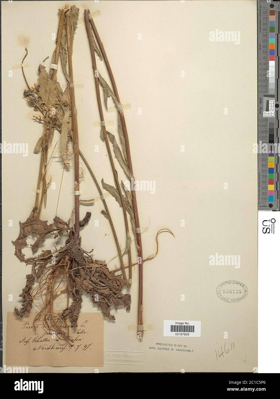 Picris hieracioides Picris hieracioides Stock Photo - Alamy