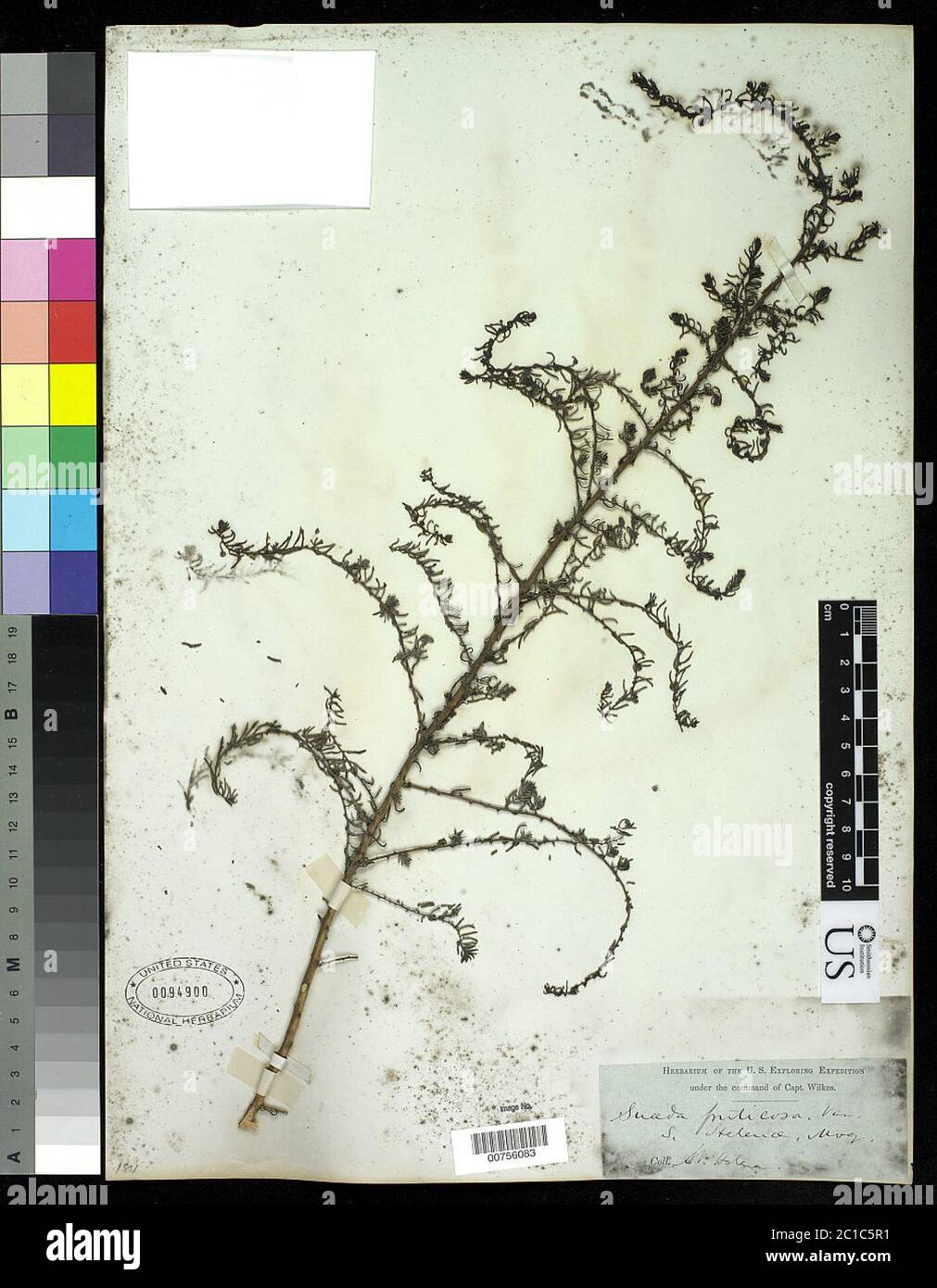 Suaeda Fruticosa High Resolution Stock Photography and Images - Alamy