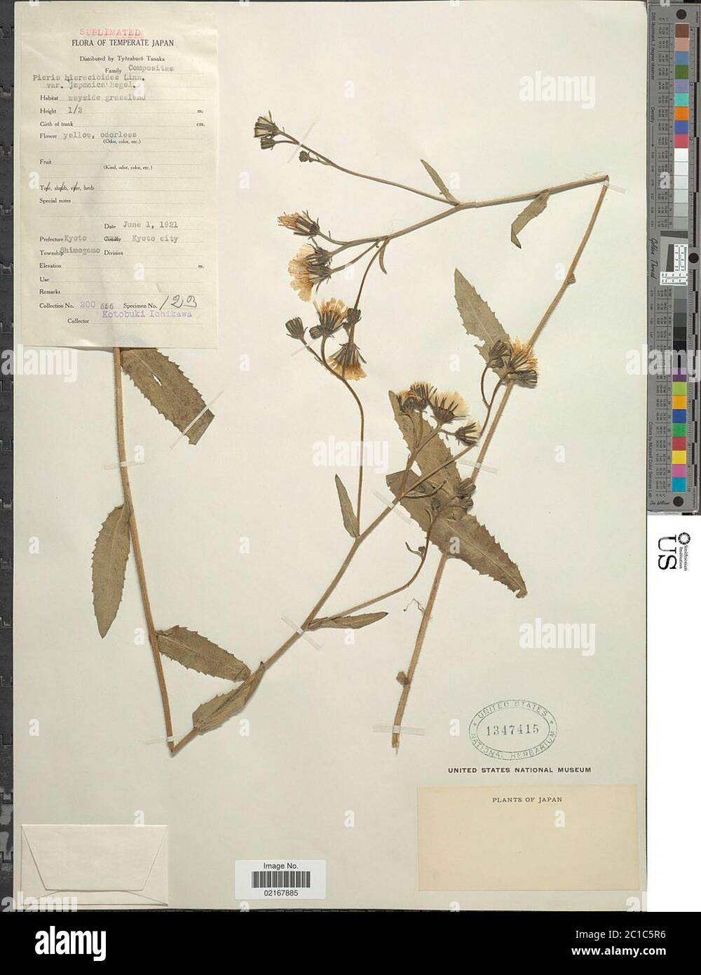 Picris hieracioides Picris hieracioides Stock Photo - Alamy