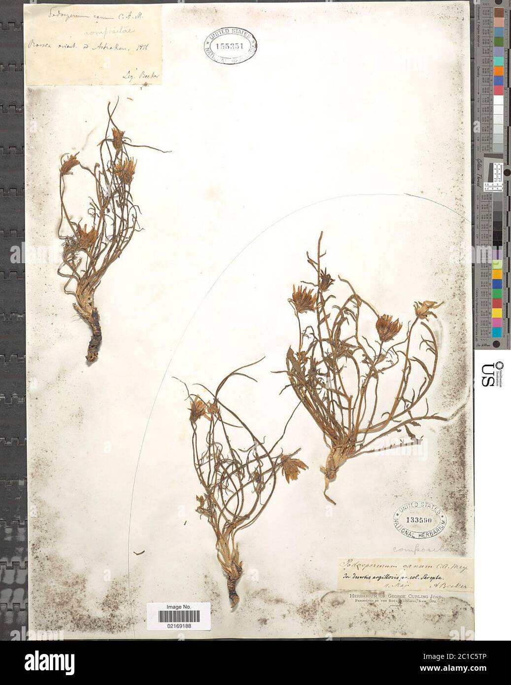 Scorzonera cana hi-res stock photography and images - Alamy