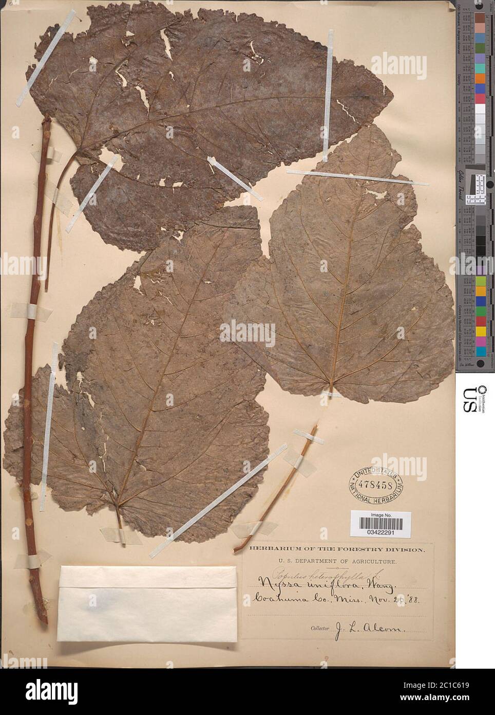 Populus heterophylla hi-res stock photography and images - Alamy