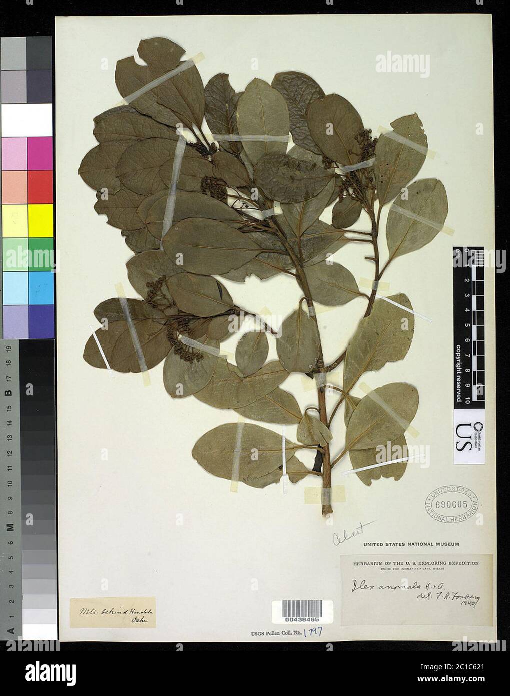 Ilex anomala hi-res stock photography and images - Alamy