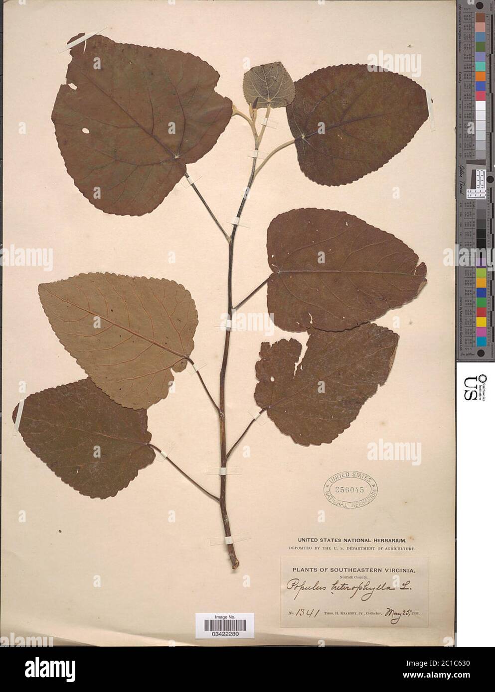 Populus heterophylla L Populus heterophylla L Stock Photo - Alamy