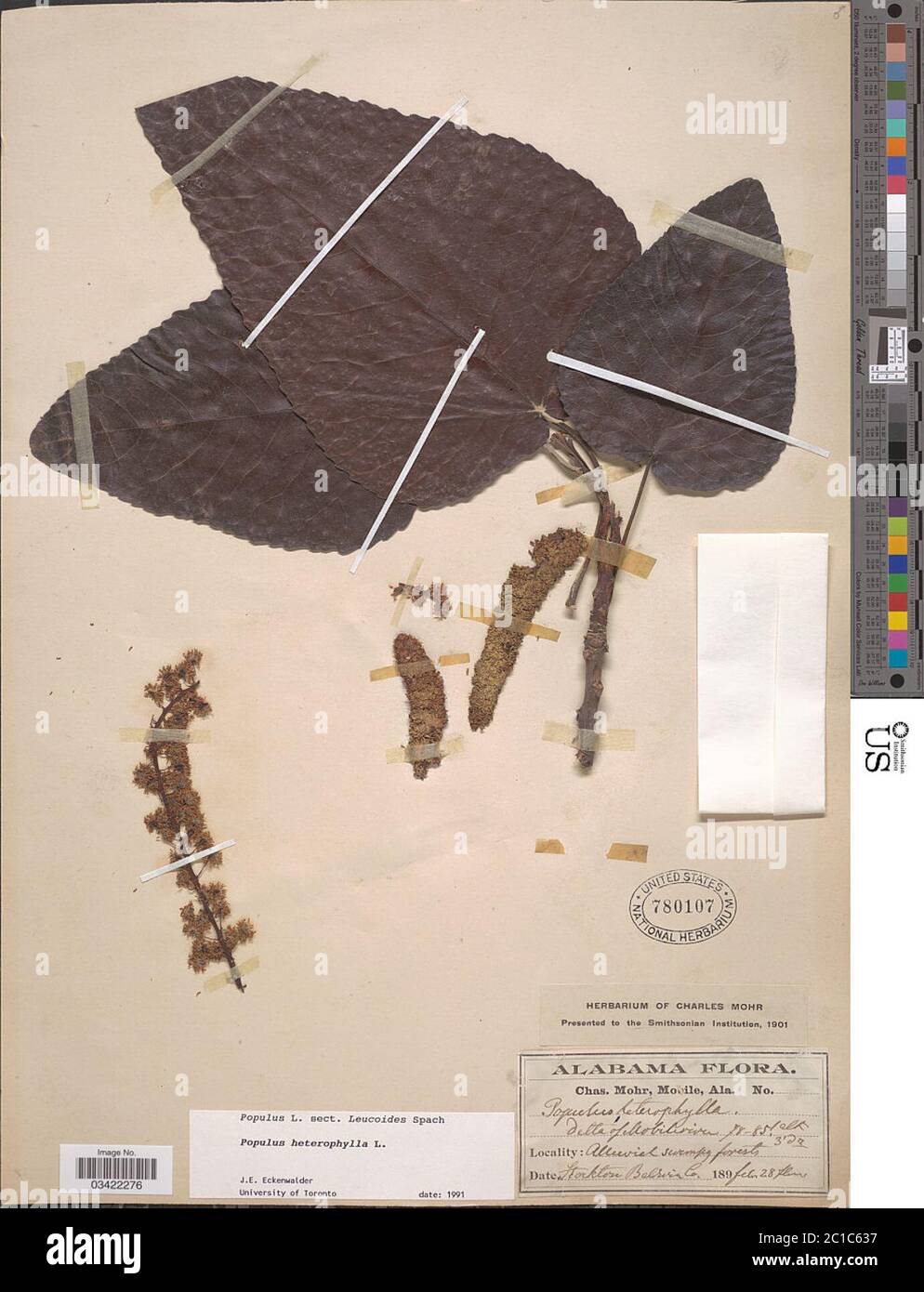 Populus heterophylla L Populus heterophylla L Stock Photo - Alamy