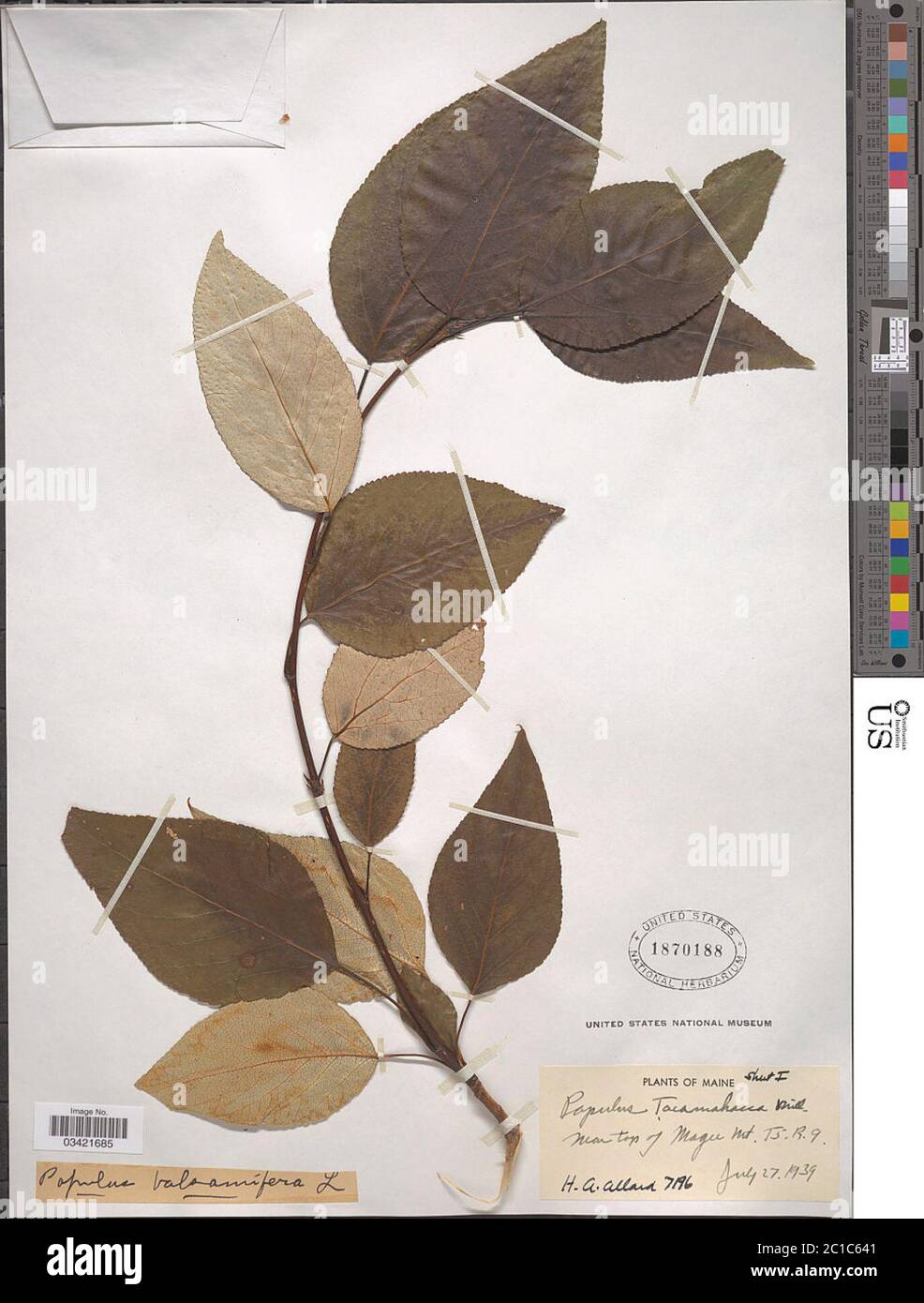 Populus balsamifera L Populus balsamifera L Stock Photo - Alamy