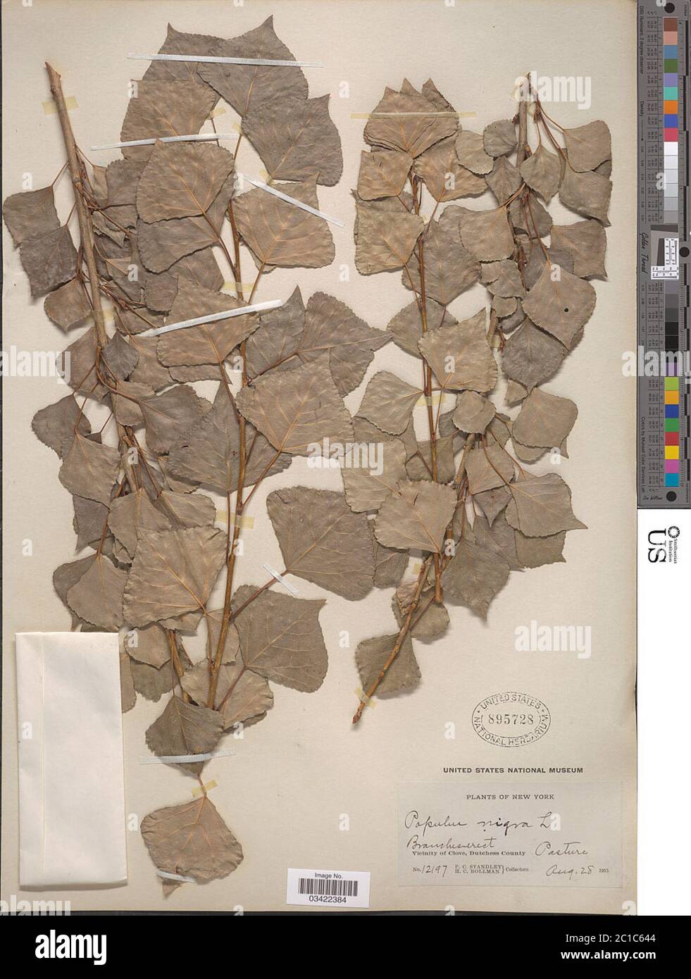 Populus nigra L Populus nigra L Stock Photo - Alamy