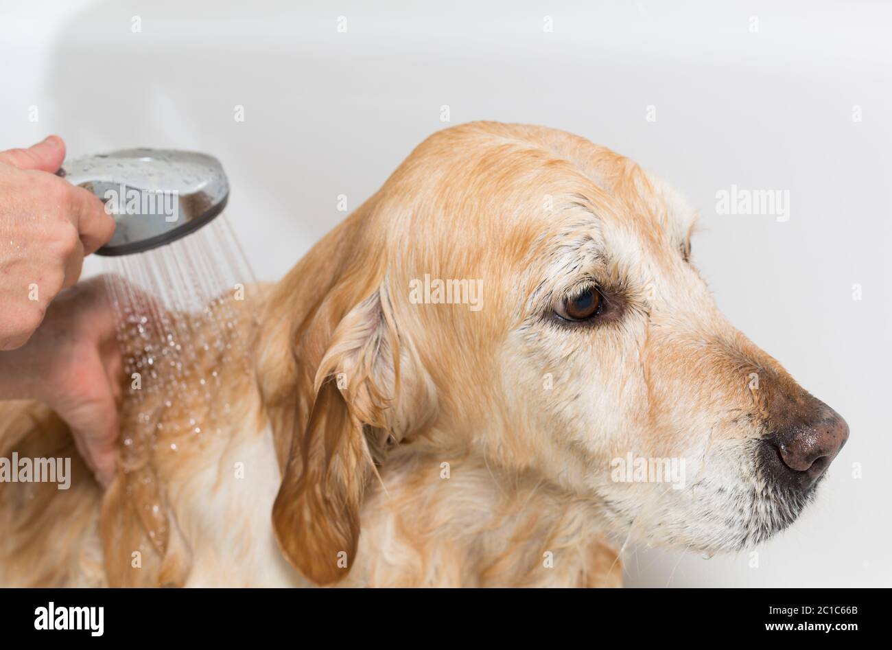 A dog taking a shower with soap and water Stock Photo - Alamy