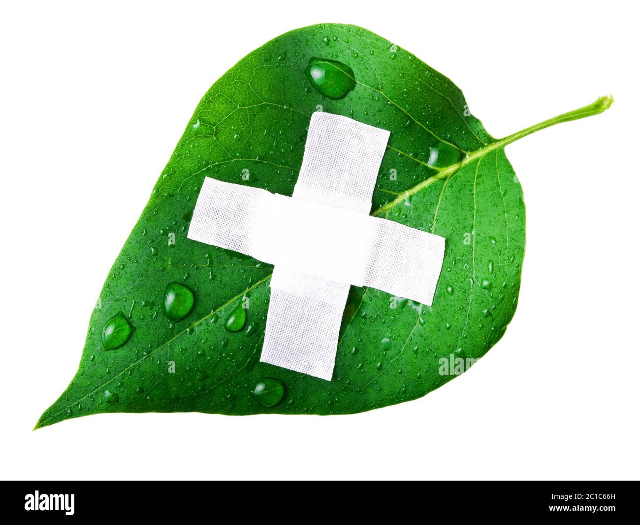 Simple Green Leaf High Resolution Stock Photography and Images - Alamy